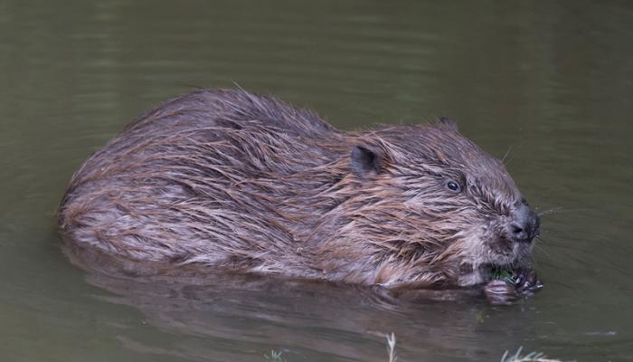 Kenniscentrum Bever | STOWA